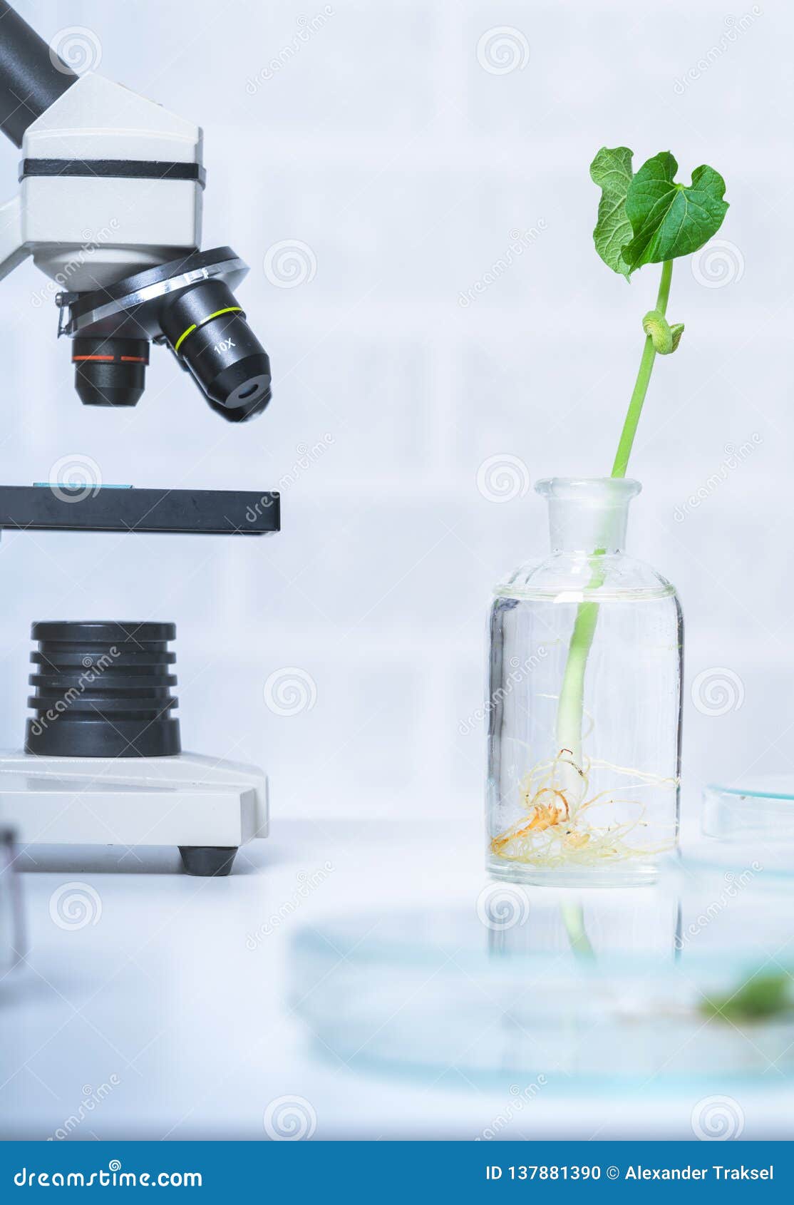 Ecology Laboratory Exploring New Methods of Plant Breeding Stock Photo ...