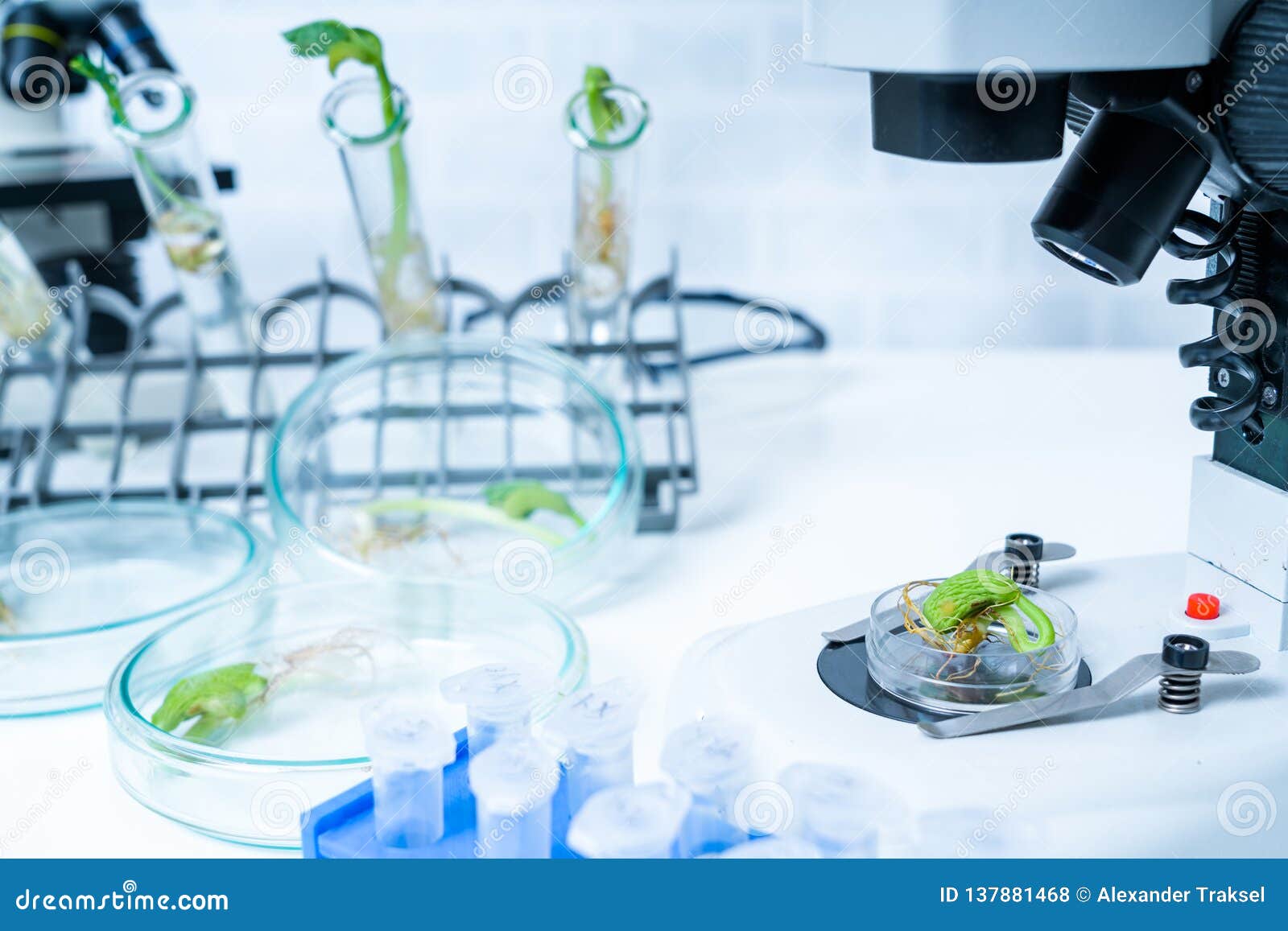 Ecology Laboratory Exploring New Methods of Plant Breeding Stock Photo ...