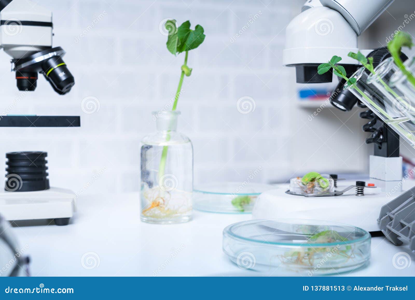 Ecology Laboratory Exploring New Methods of Plant Breeding Stock Image ...