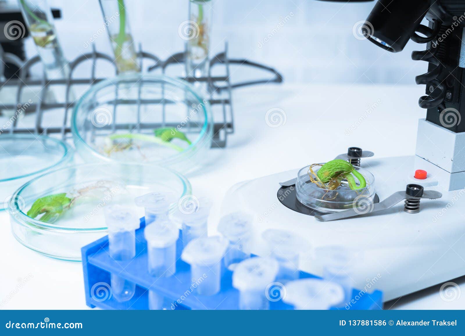 Ecology Laboratory Exploring New Methods of Plant Breeding Stock Photo ...
