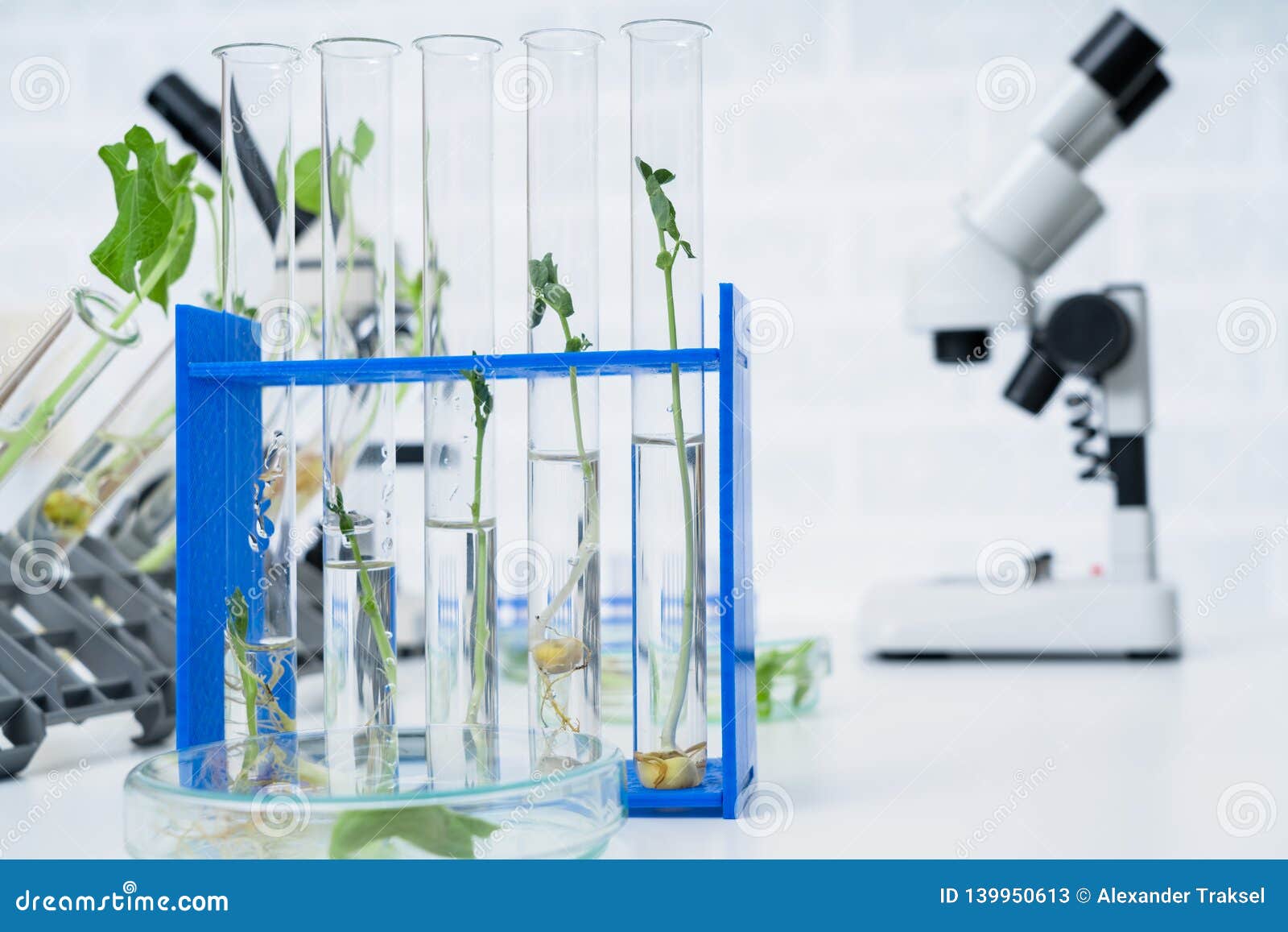 Ecology Laboratory Exploring New Methods of Plant Breeding Stock Image ...