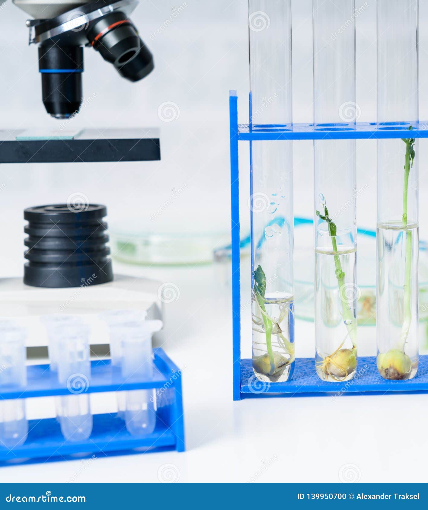 Ecology Laboratory Exploring New Methods of Plant Breeding Stock Photo ...