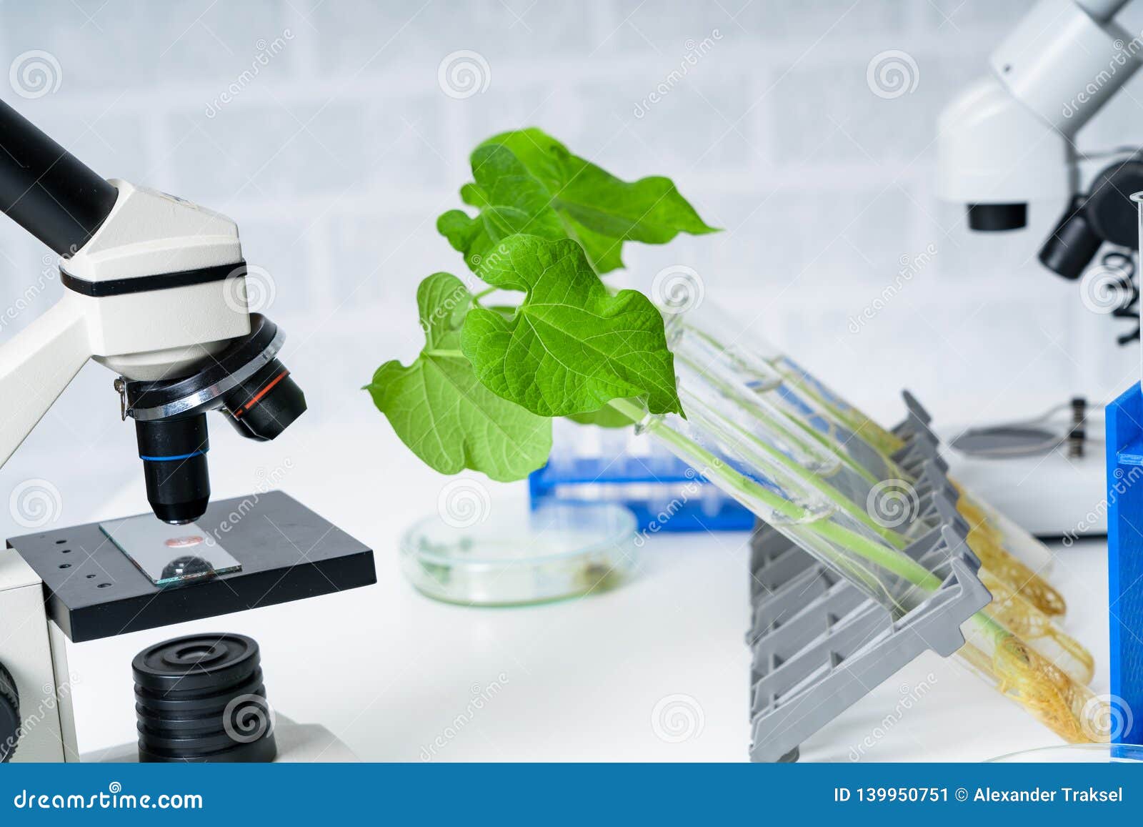 Ecology Laboratory Exploring New Methods of Plant Breeding Stock Image ...