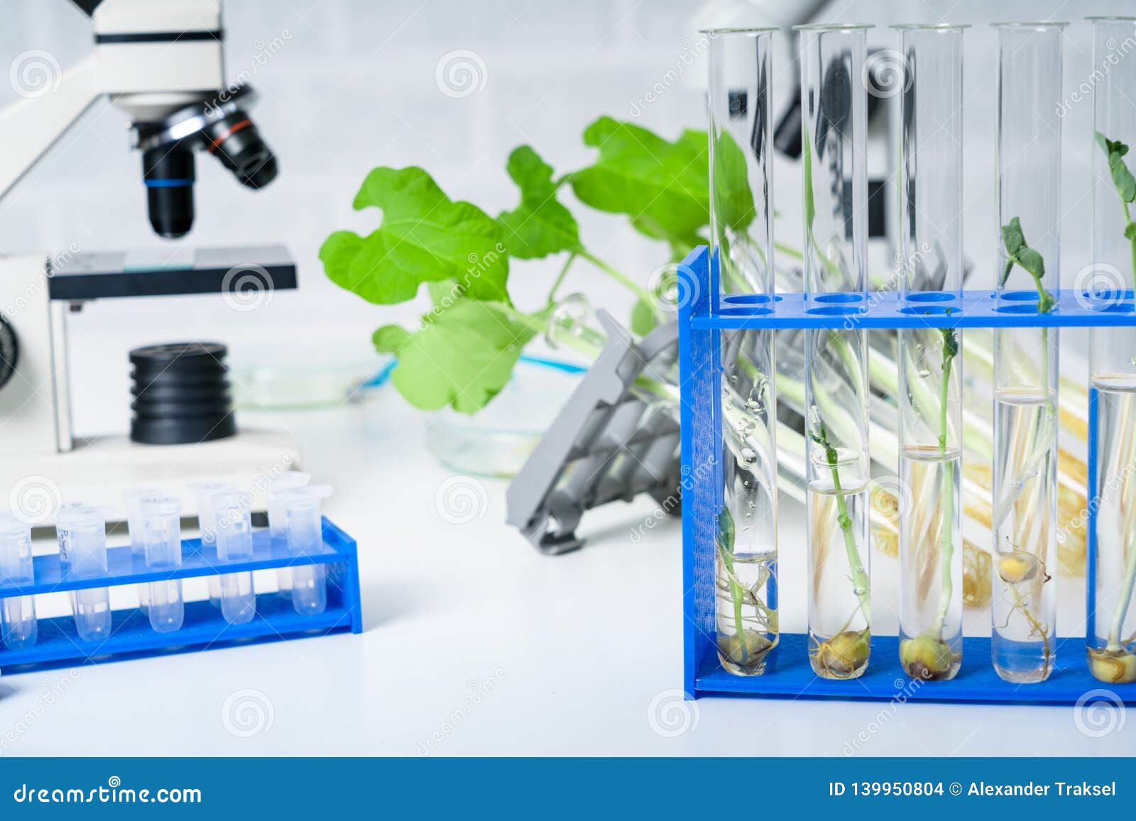 Ecology Laboratory Exploring New Methods of Plant Breeding Stock Photo ...
