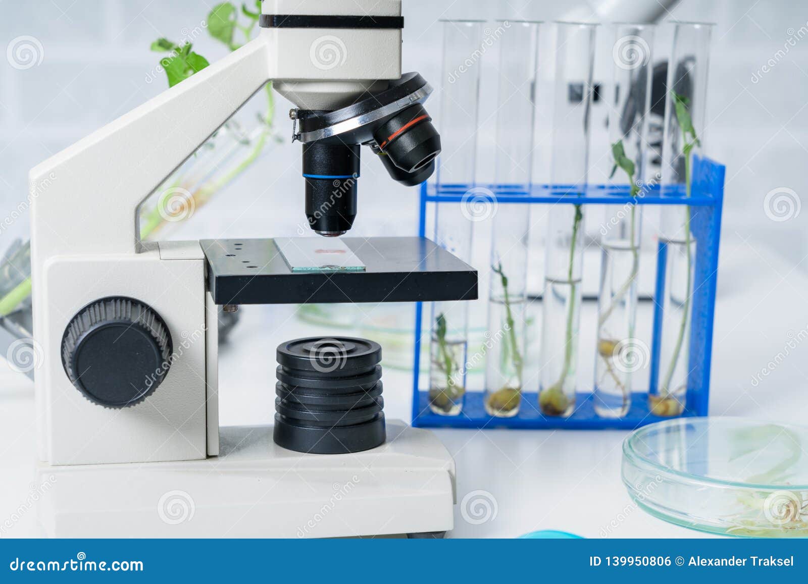 Ecology Laboratory Exploring New Methods of Plant Breeding Stock Photo ...
