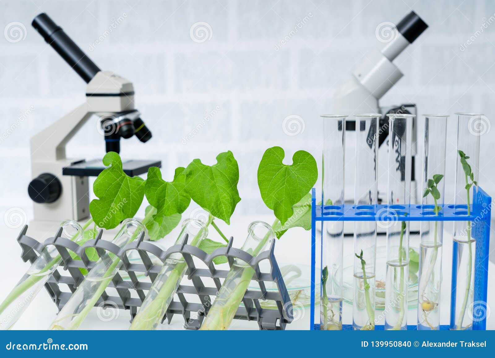 Ecology Laboratory Exploring New Methods of Plant Breeding Stock Photo ...