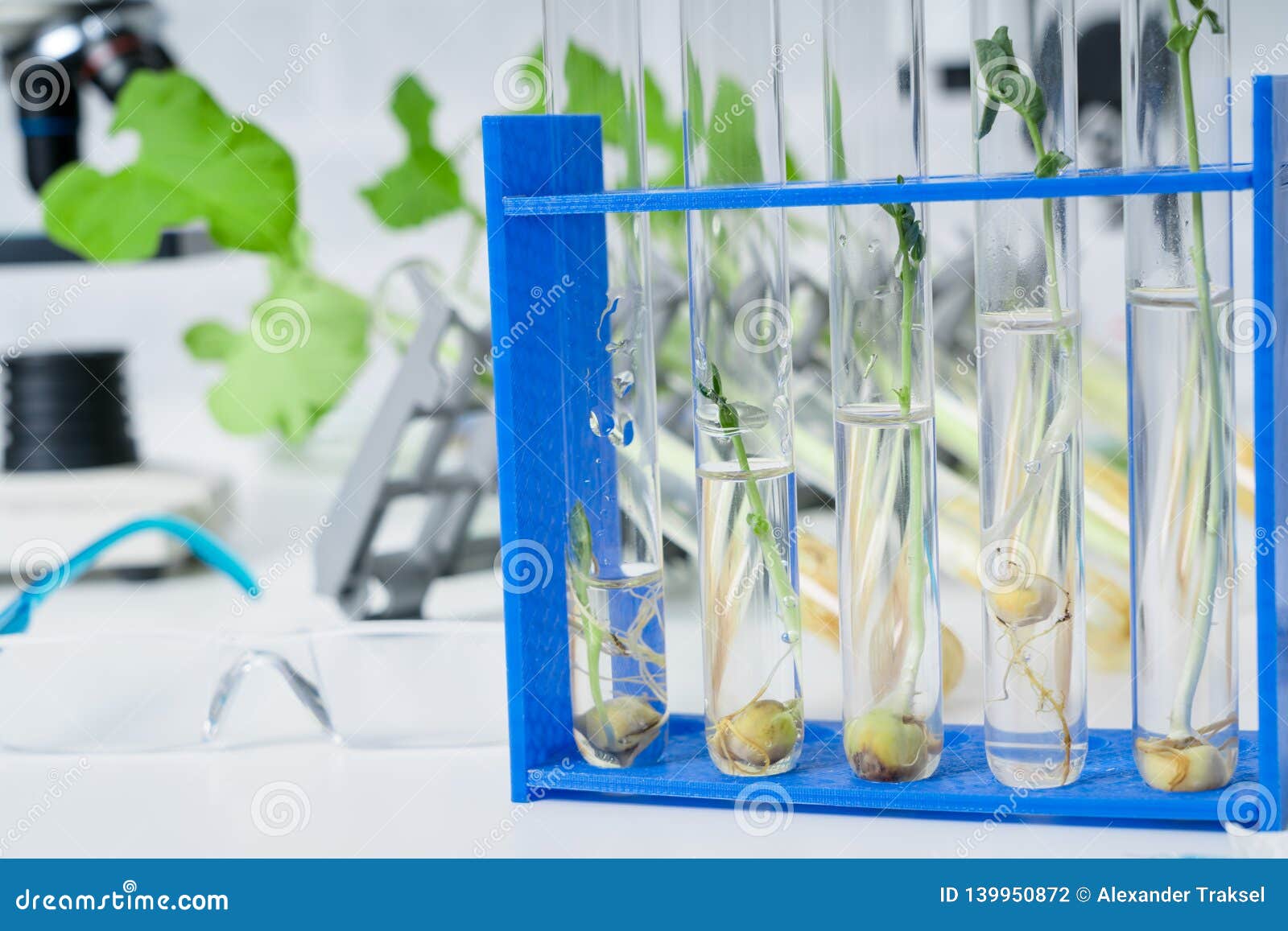 Ecology Laboratory Exploring New Methods of Plant Breeding Stock Photo ...