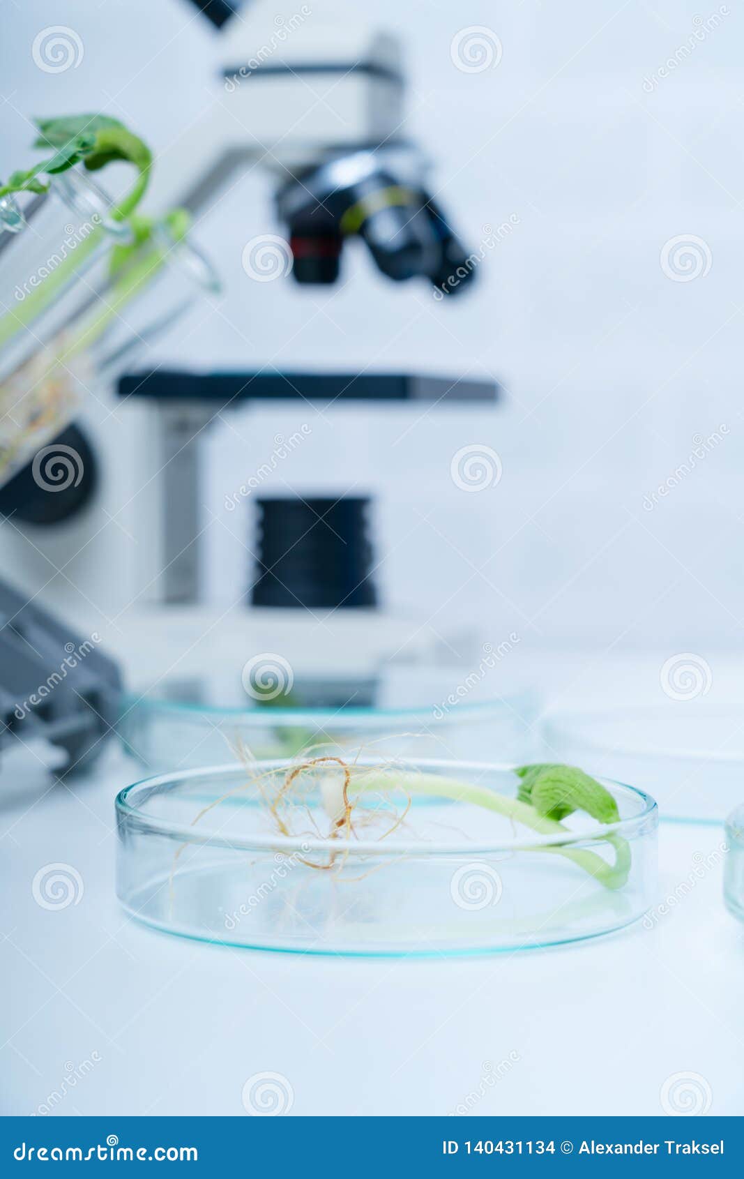 Ecology Laboratory Exploring New Methods of Plant Breeding Stock Photo ...
