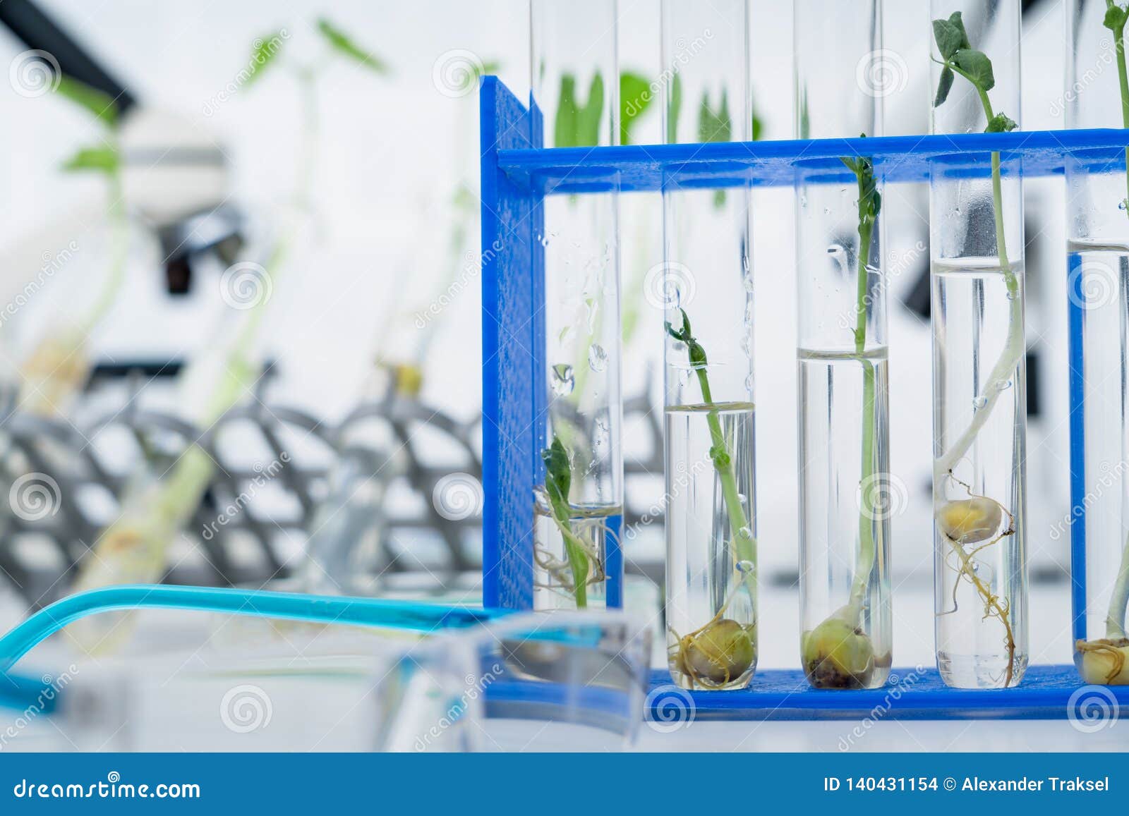 Ecology Laboratory Exploring New Methods of Plant Breeding Stock Photo ...