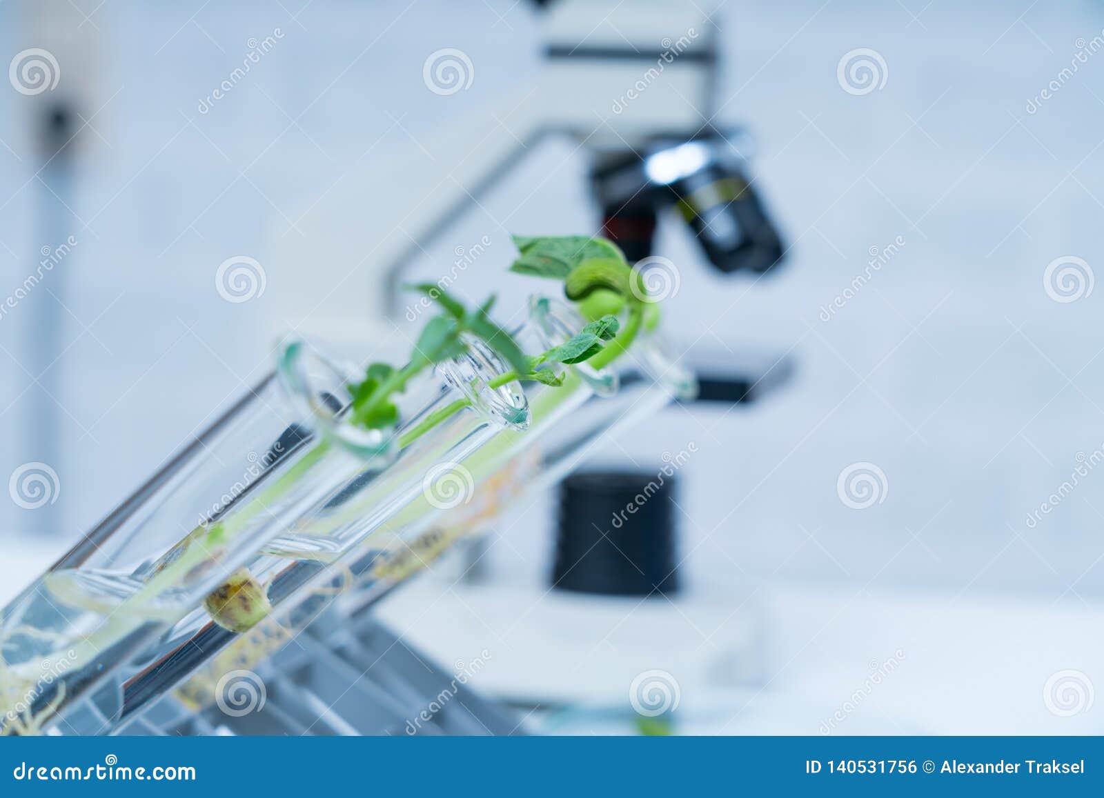 Ecology Laboratory Exploring New Methods of Plant Breeding Stock Photo ...