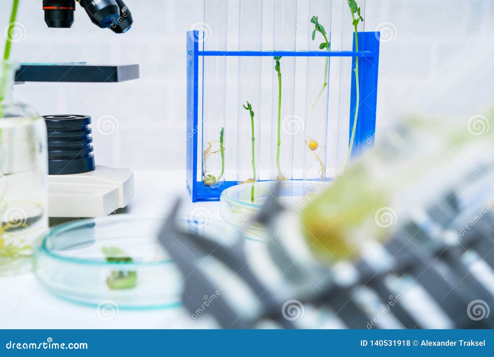 Ecology Laboratory Exploring New Methods of Plant Breeding Stock Photo ...