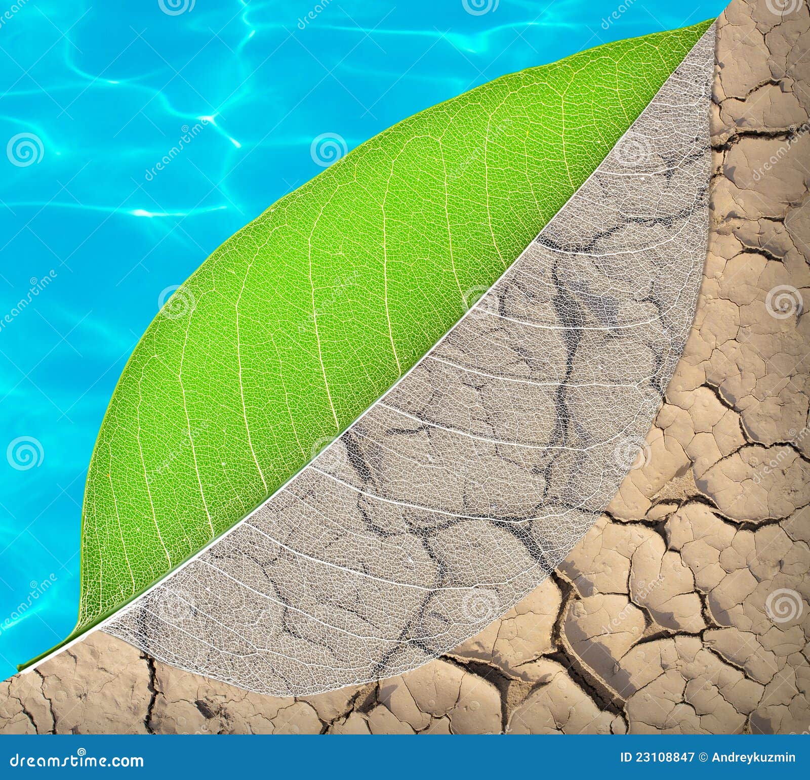 Ecology Life and Water Concept Stock Image - Image of botanical ...