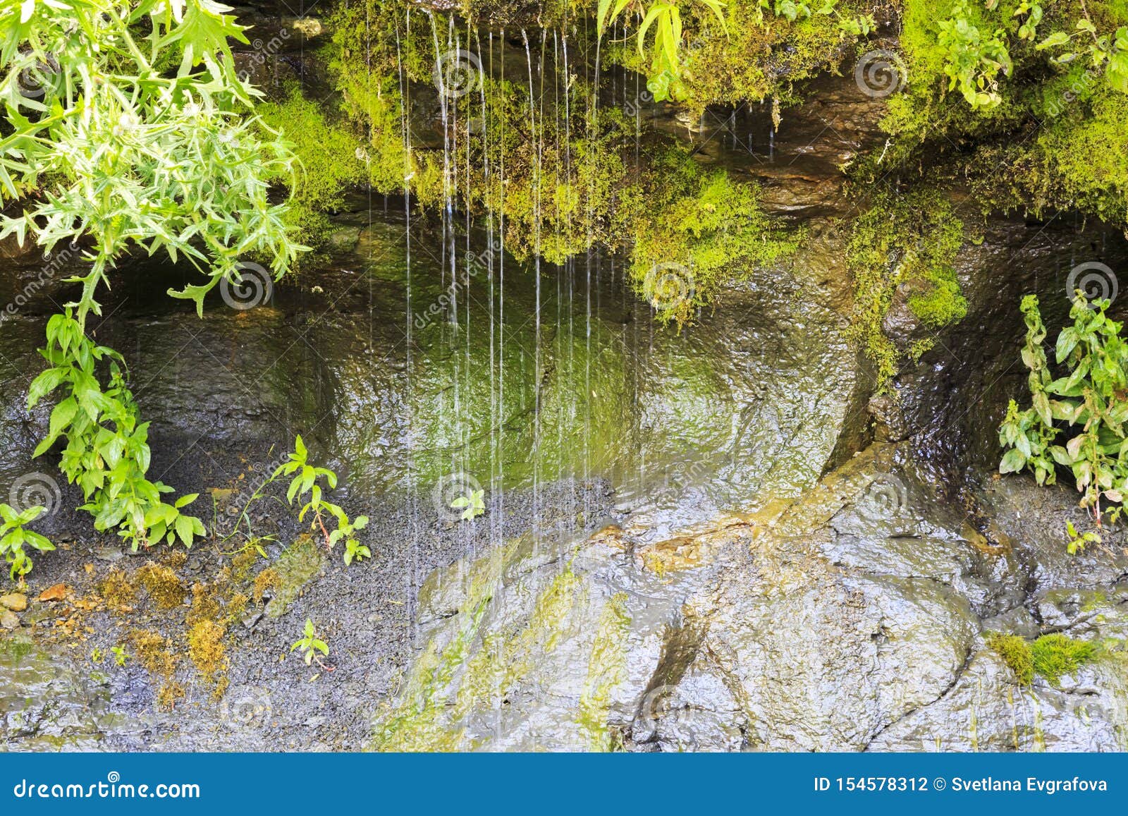 Ecology and Nature. the Source of Clean Drinking Spring Water among ...