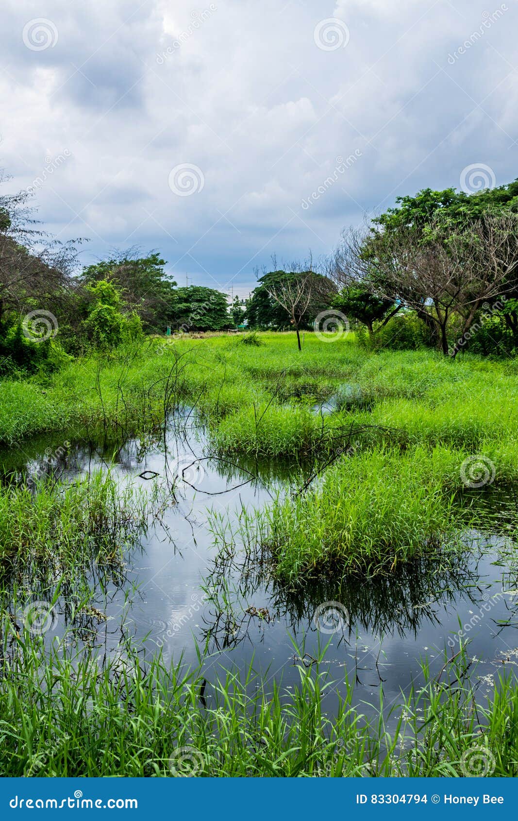 Ecology system stock photo. Image of natural, leafs, countryfield ...