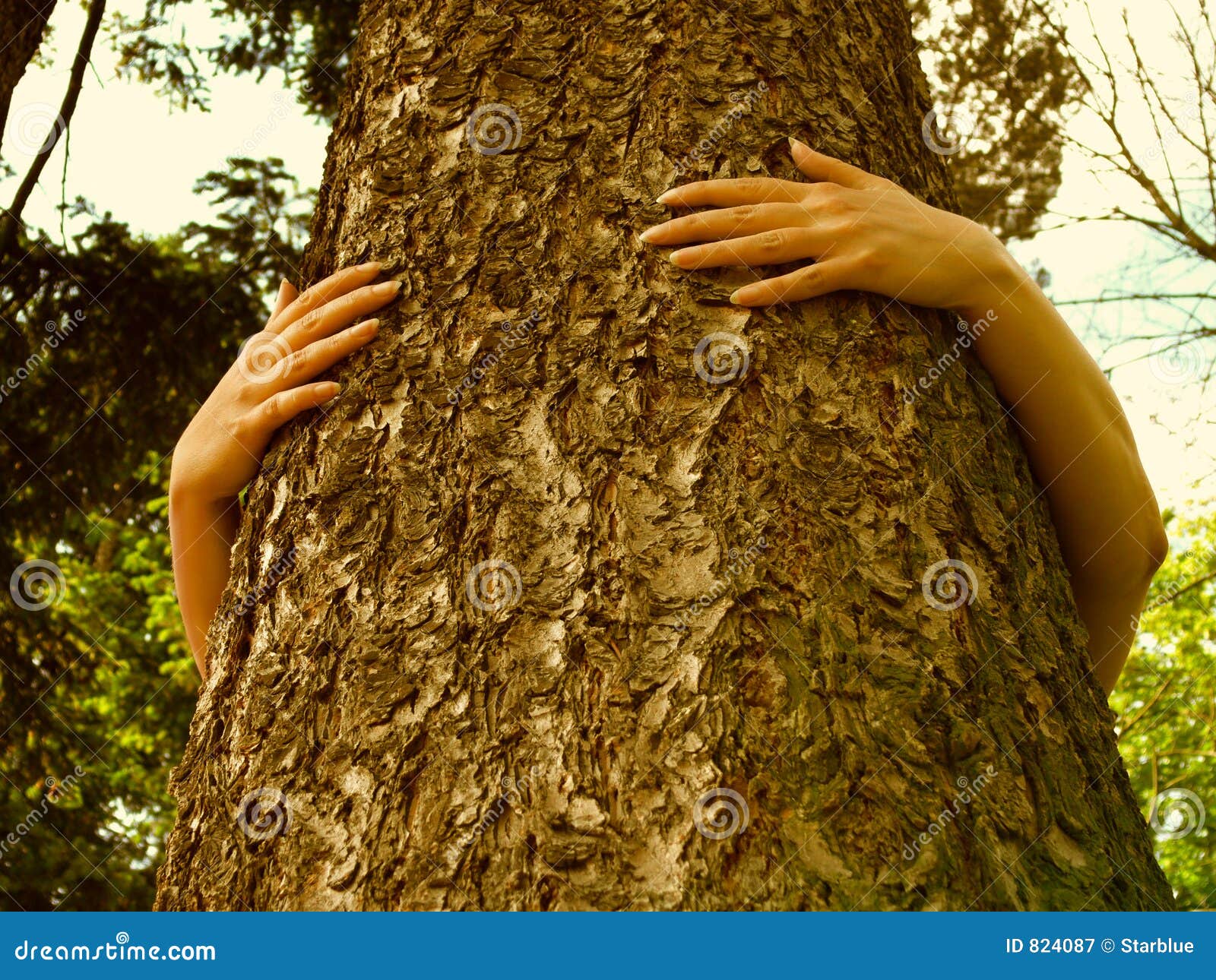 Ecology and tree stock image. Image of ecology, tree, embracing - 824087