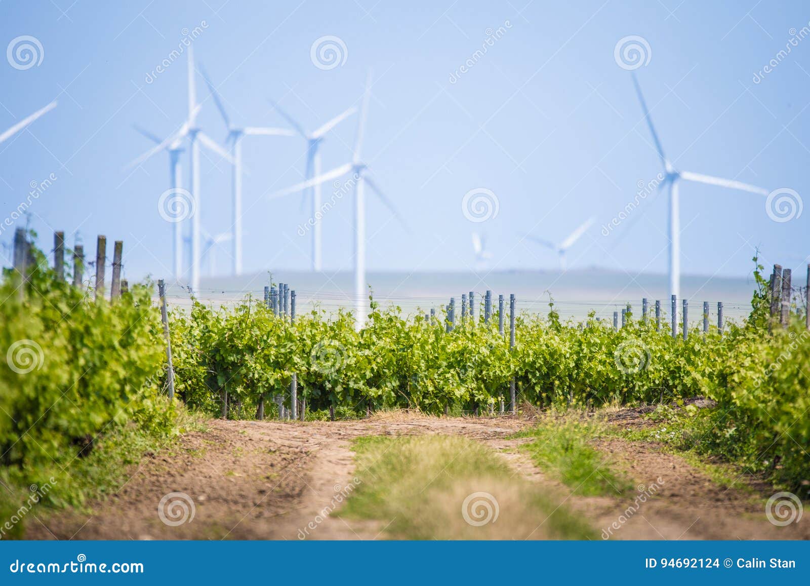 Ecology Wine Vineyard Plantation with Wind Turbines Stock Photo - Image ...