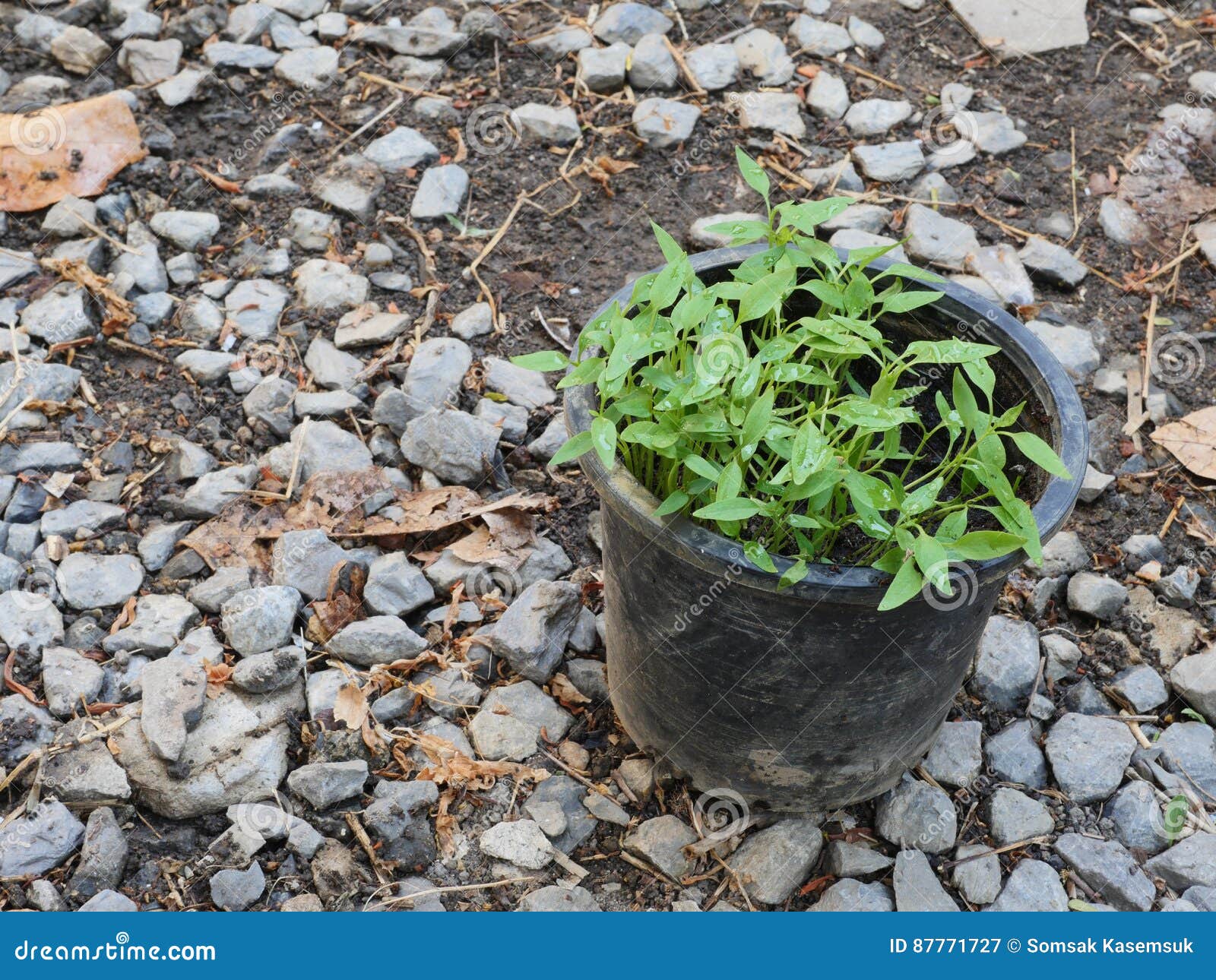 Ecology, World Environment Day, Eco Friendly, Trust Stock Image - Image ...