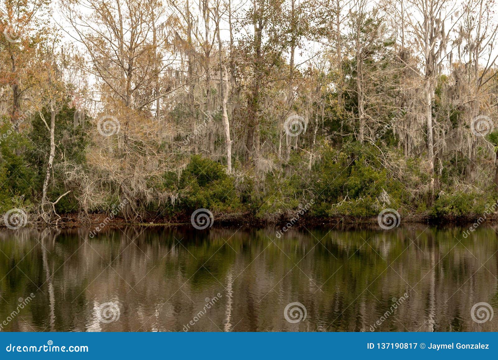 Econlockhatchee River in Orlando Florida Stock Image - Image of fall ...