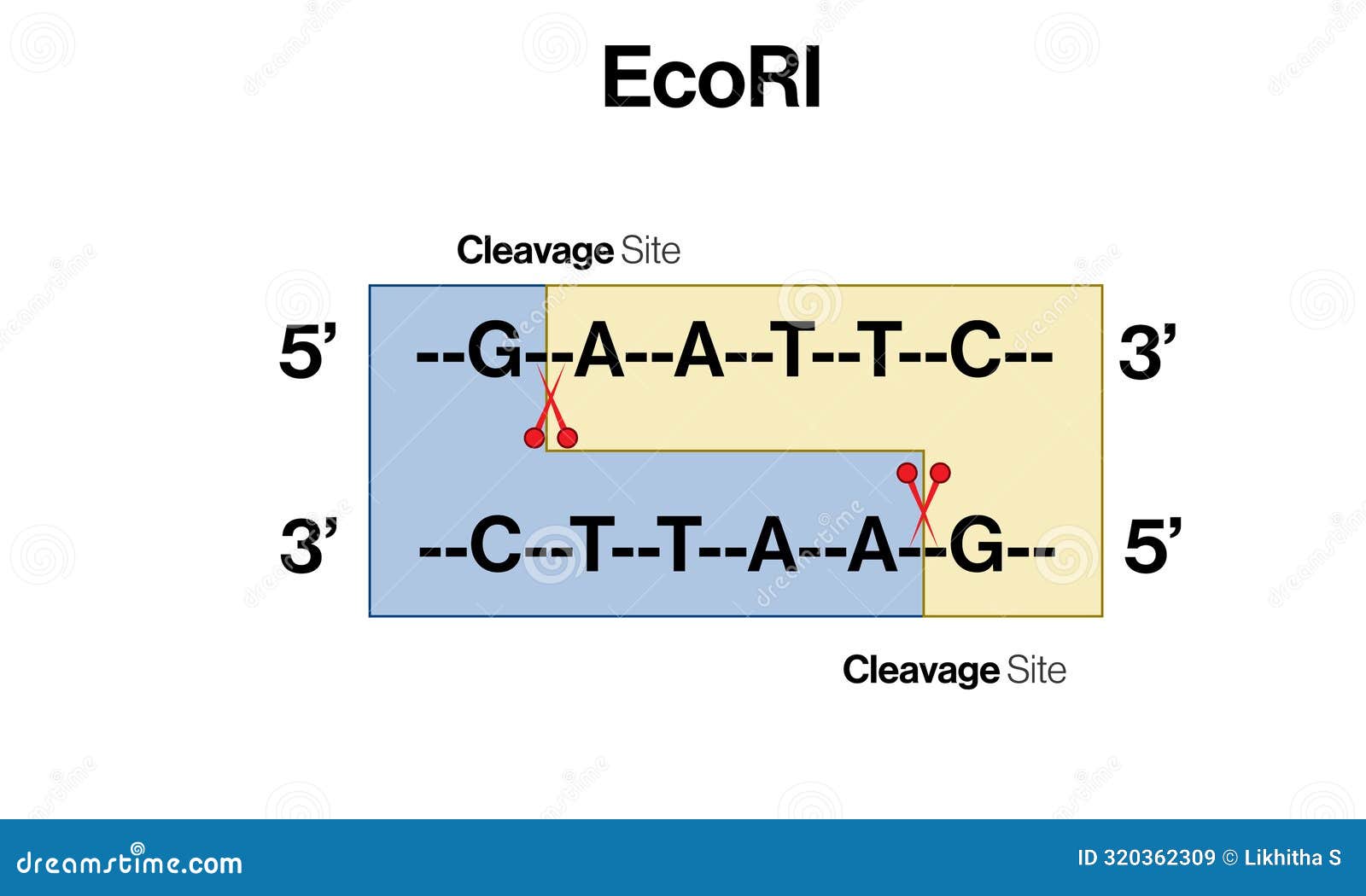 ECOR1 Restriction Enzyme Cleaving DNA At Recognition Site With Sequence ...