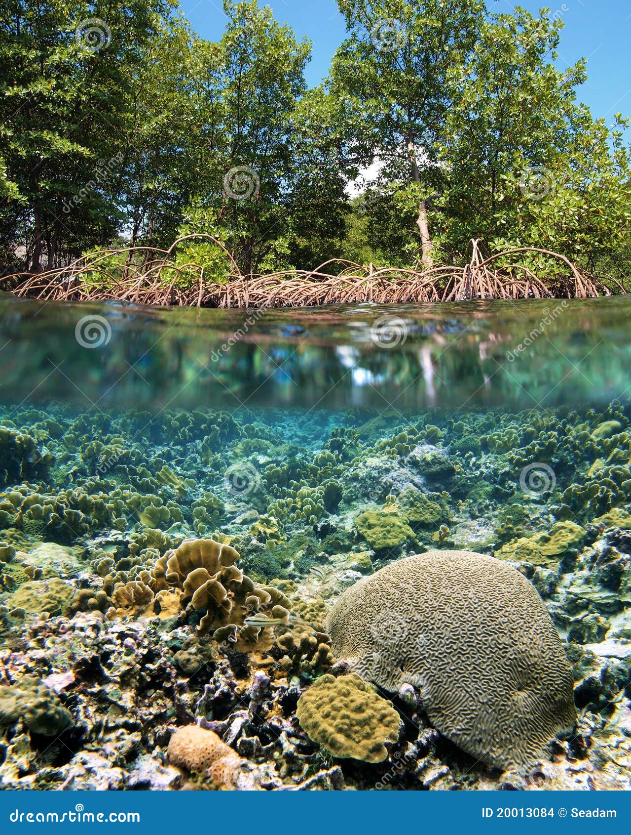 Ecosistema del mangle foto de archivo. Imagen de buceo - 20013084