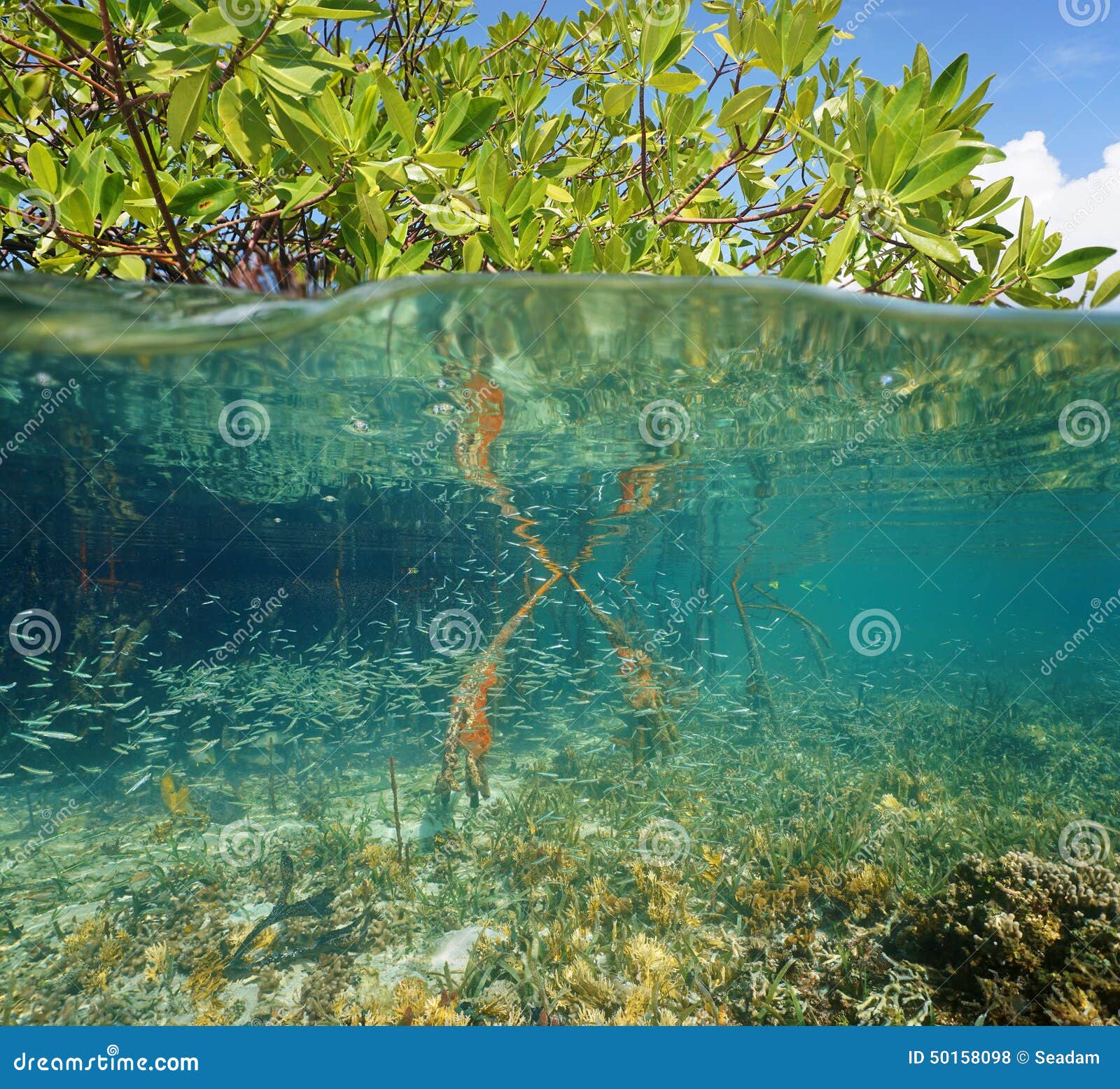 Ecosistema Della Mangrovia Sopra E Sotto Il Mare Fotografia Stock ...