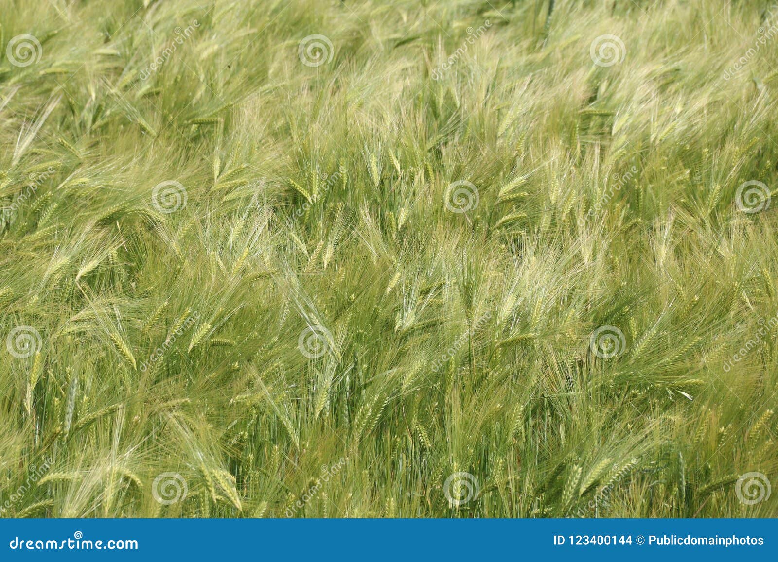 Ecosistema, Hierba, Triticale, Grano Alimenticio Imagen. Imagen: 123400144