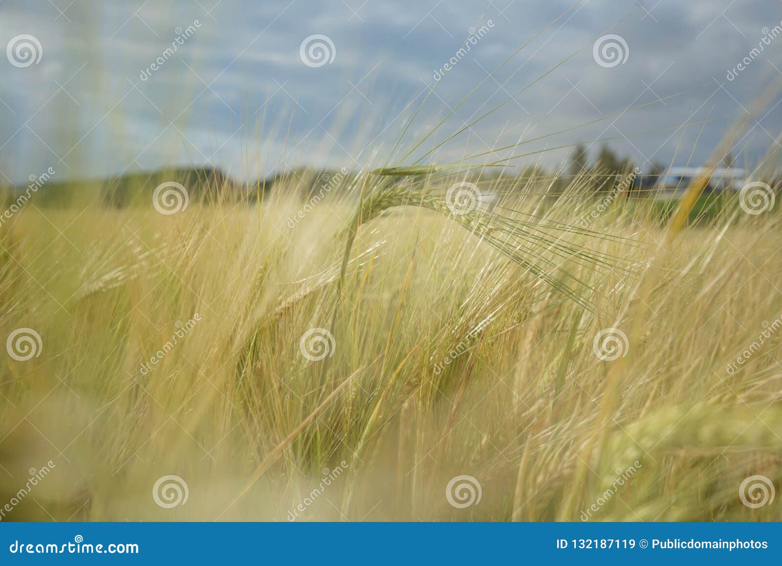 Las Praderas De Césped Del Prado Del Ecosistema Imagen. Imagen: 132187119