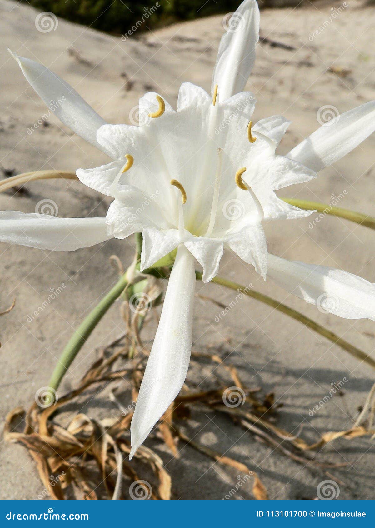 Ecosistemas Dunas De Arena Costeras Foto de archivo - Imagen de dunas ...
