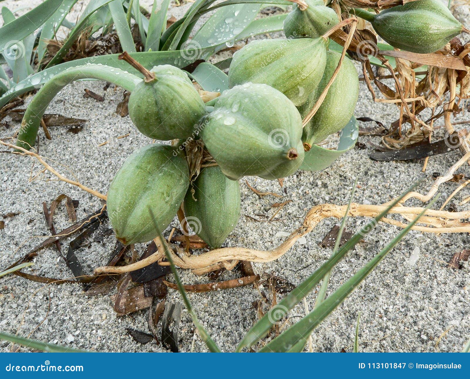 Ecosistemas Dunas De Arena Costeras Imagen de archivo - Imagen de ...