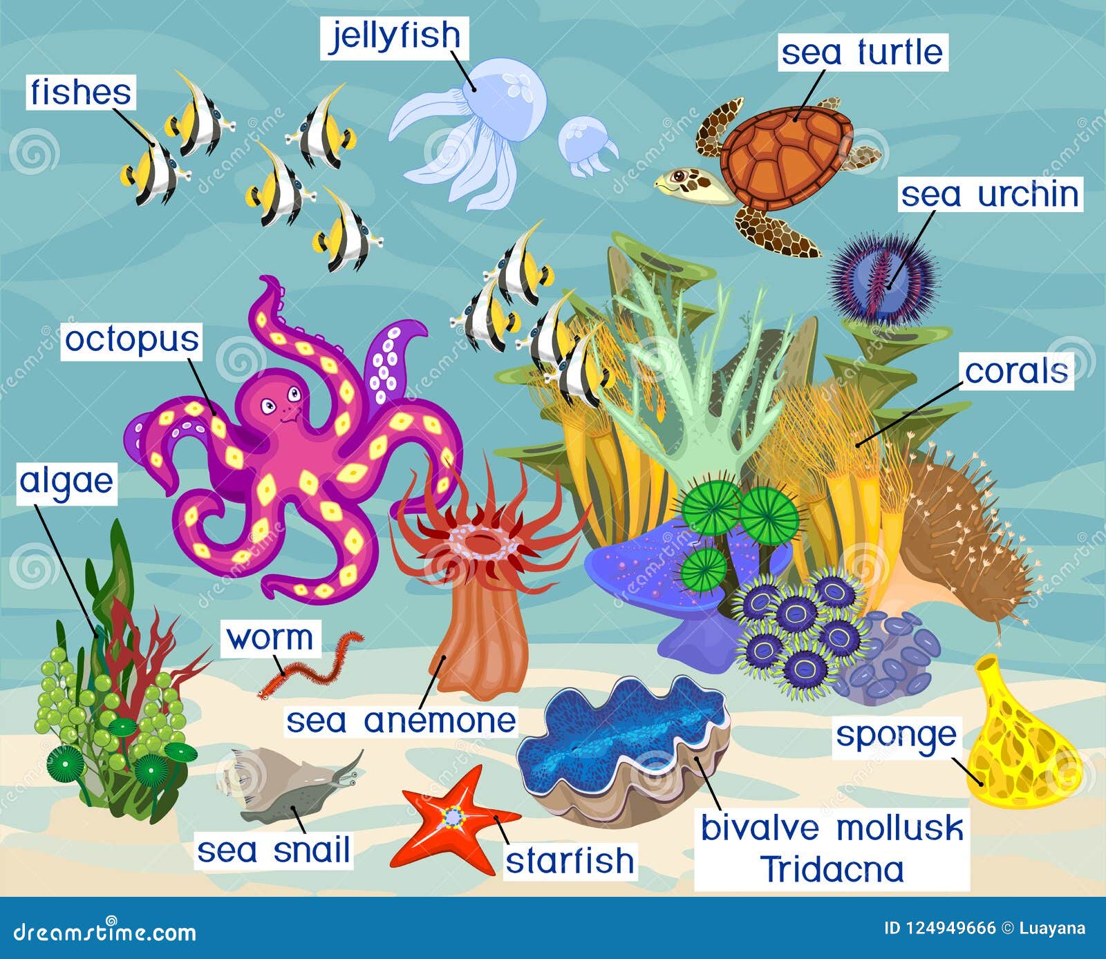 Coral Reef Diagram Labeled