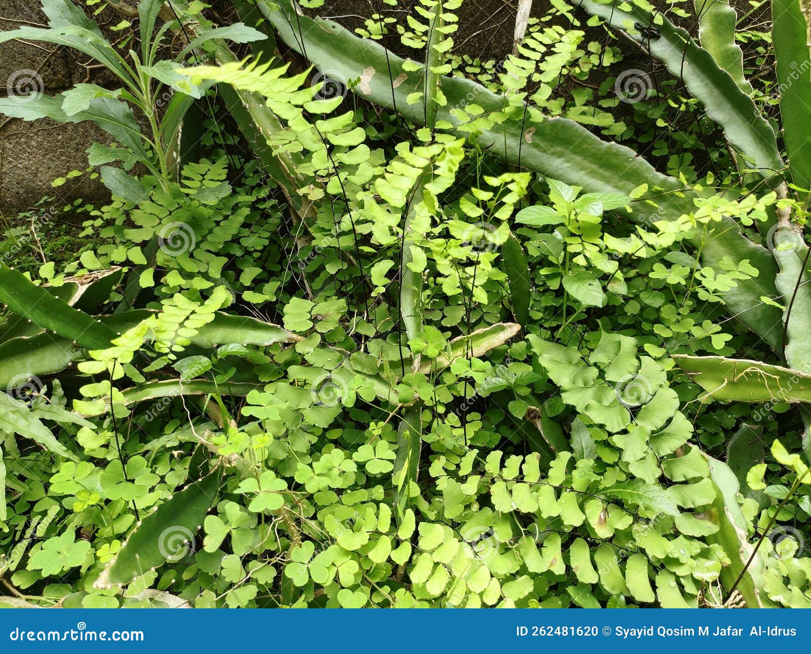 The Ecosystem of Cuneiform Trees Stock Photo - Image of ecosystem ...