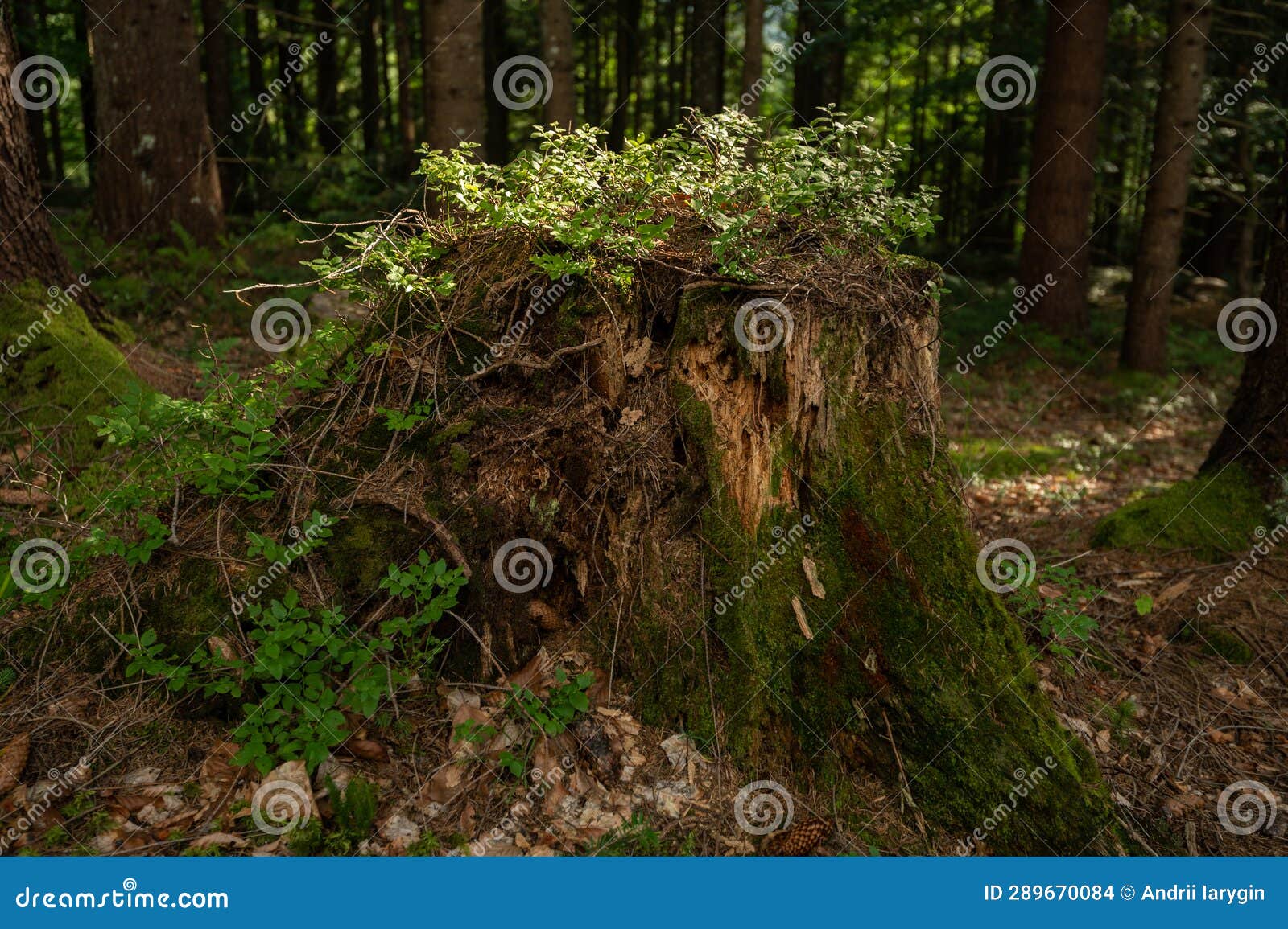 Ecosystem in the Forest, Tree Stump and Vegetation Stock Photo - Image ...