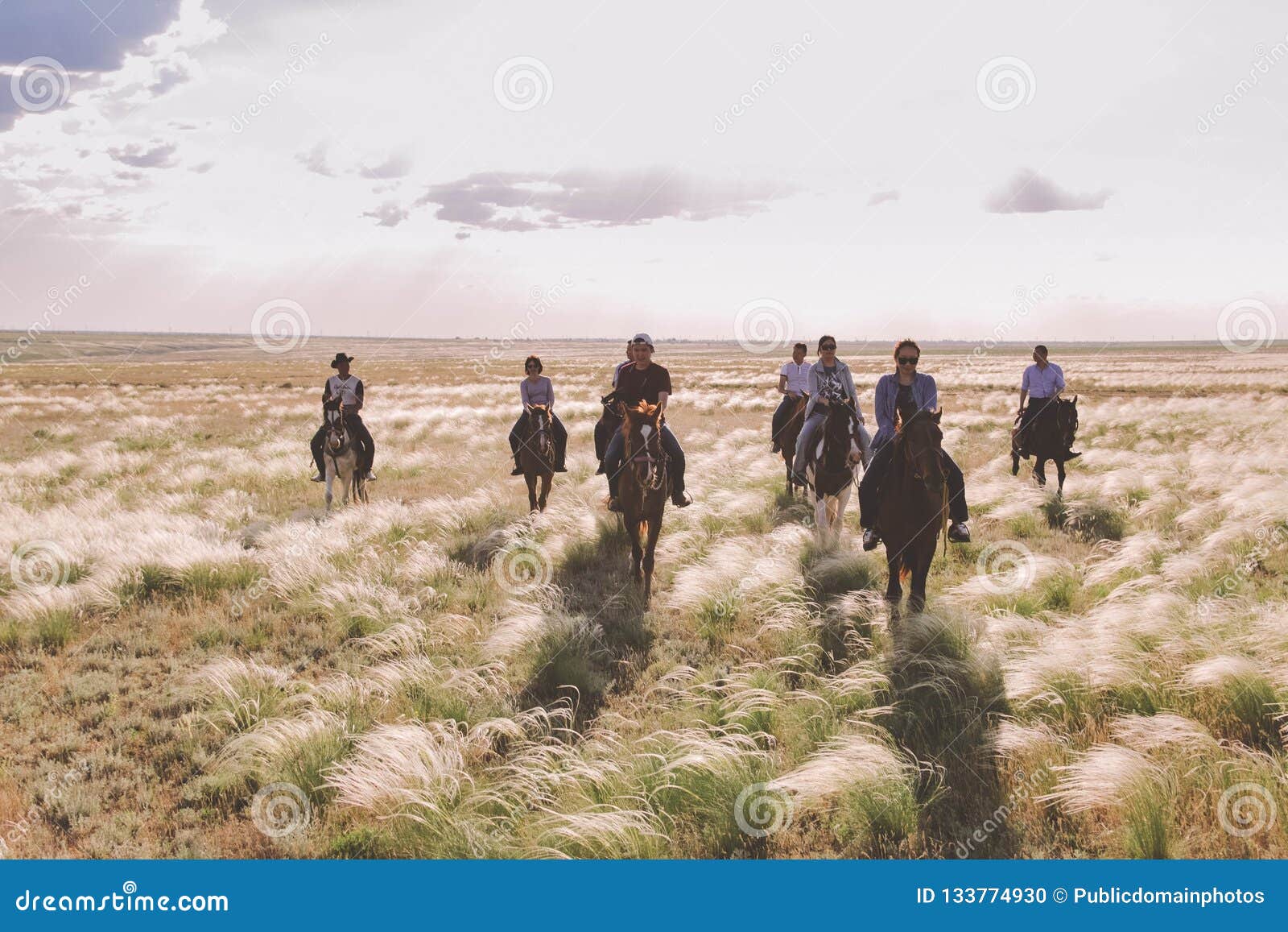 Ecosystem, Grassland, Steppe, Ecoregion Picture. Image: 133774930