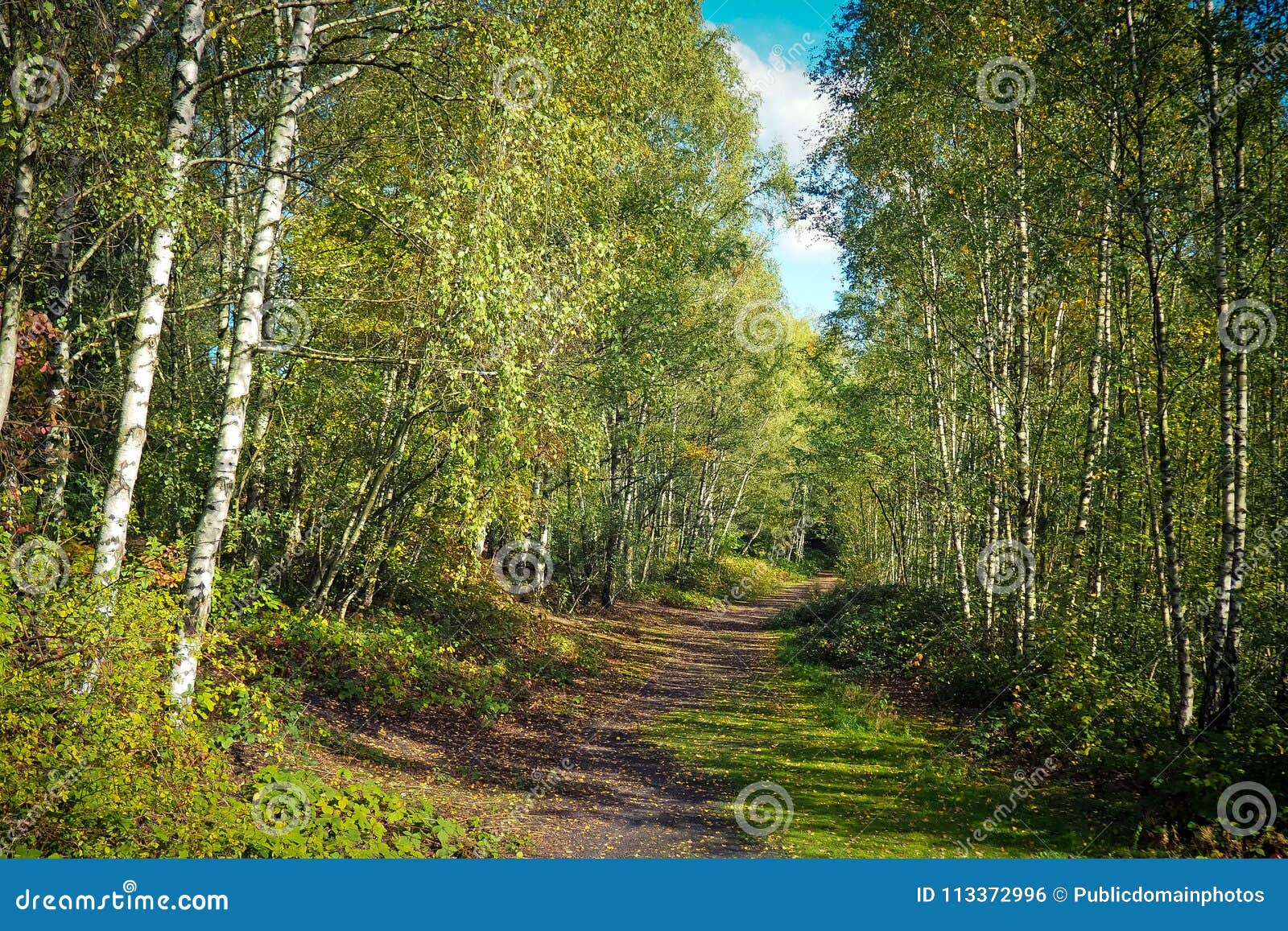 Ecosystem, Nature, Temperate Broadleaf And Mixed Forest, Tree Picture ...