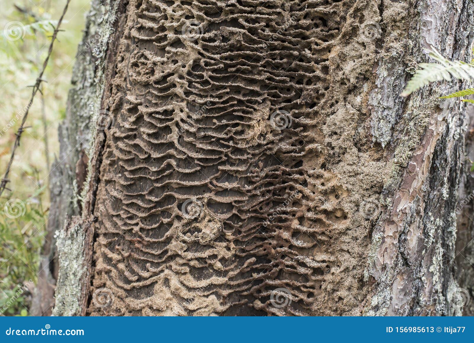 Ecosystem in Pine Forest. Closeup of Ant`s Nest on Withered Pine Tree ...