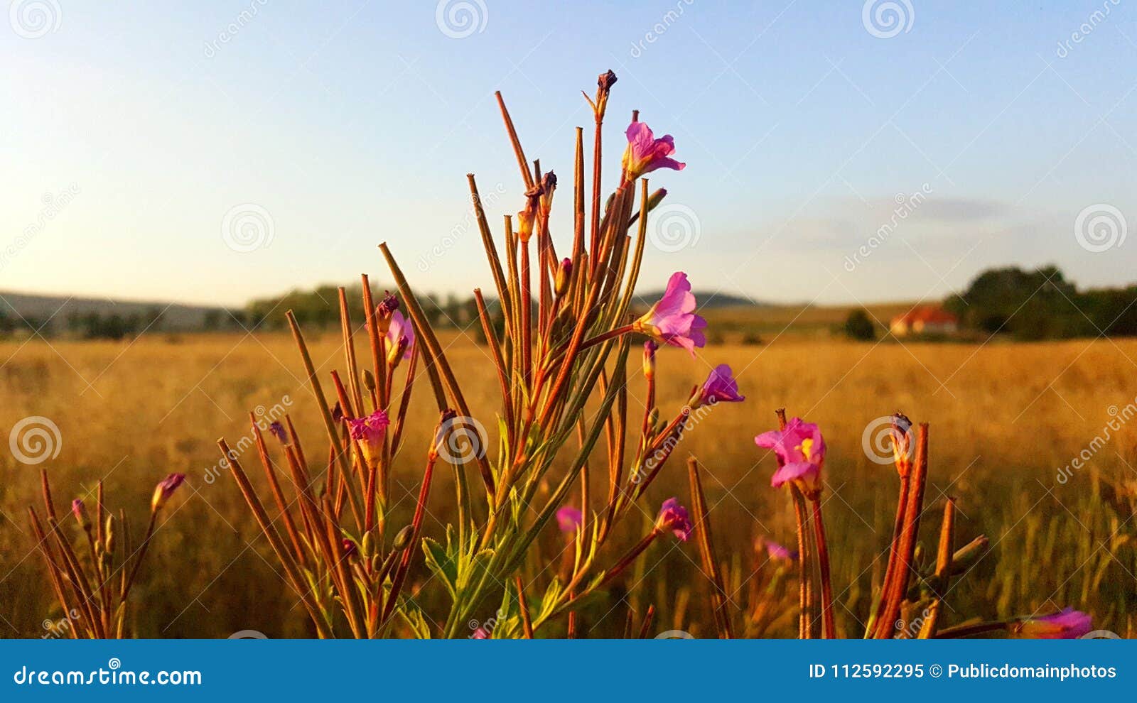 Ecosystem, Prairie, Field, Grassland Picture. Image: 112592295