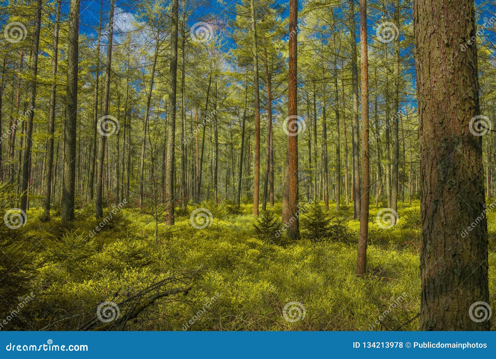 Ecosystem, Temperate Broadleaf And Mixed Forest, Spruce Fir Forest ...