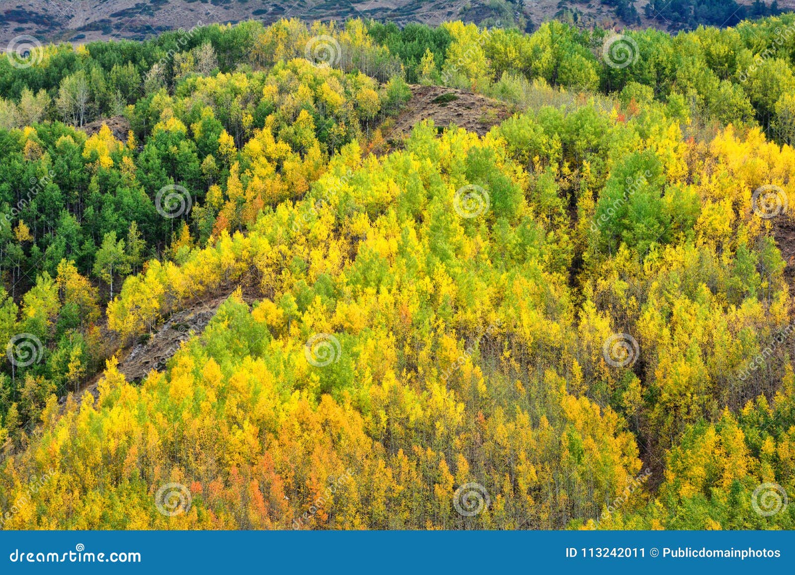 Ecosystem, Temperate Broadleaf And Mixed Forest, Vegetation, Wilderness ...