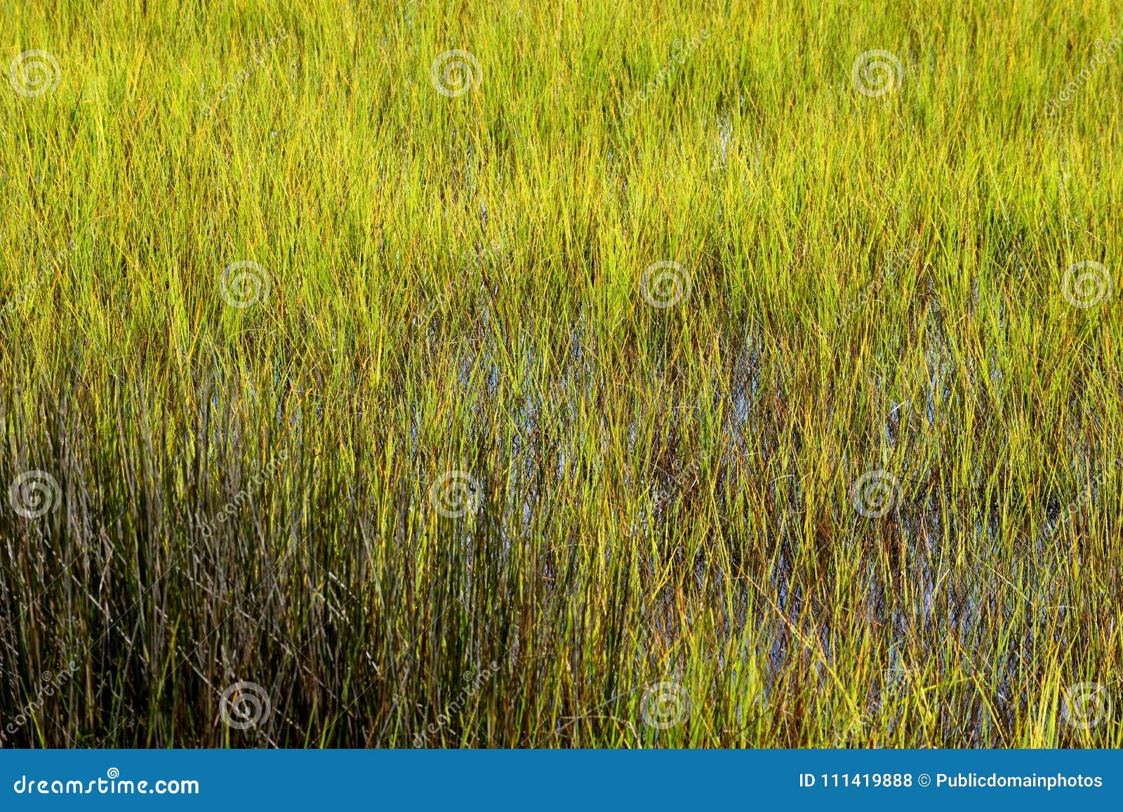 Ecosystem, Vegetation, Grass, Grassland Picture. Image: 111419888