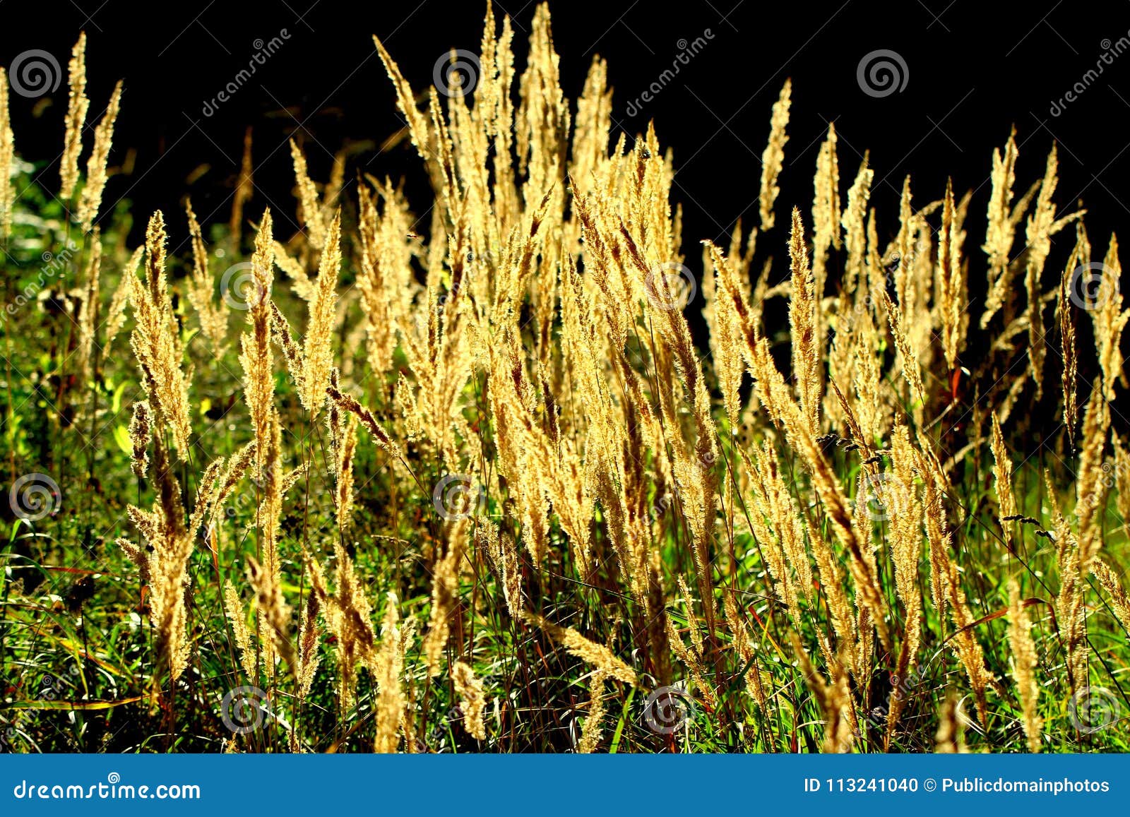 Ecosystem, Vegetation, Grass, Plant Picture. Image: 113241040