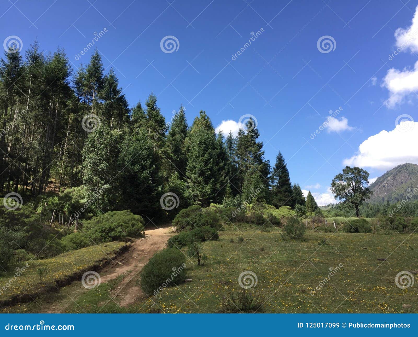 Ecosystem, Vegetation, Wilderness, Nature Reserve Picture. Image: 125017099