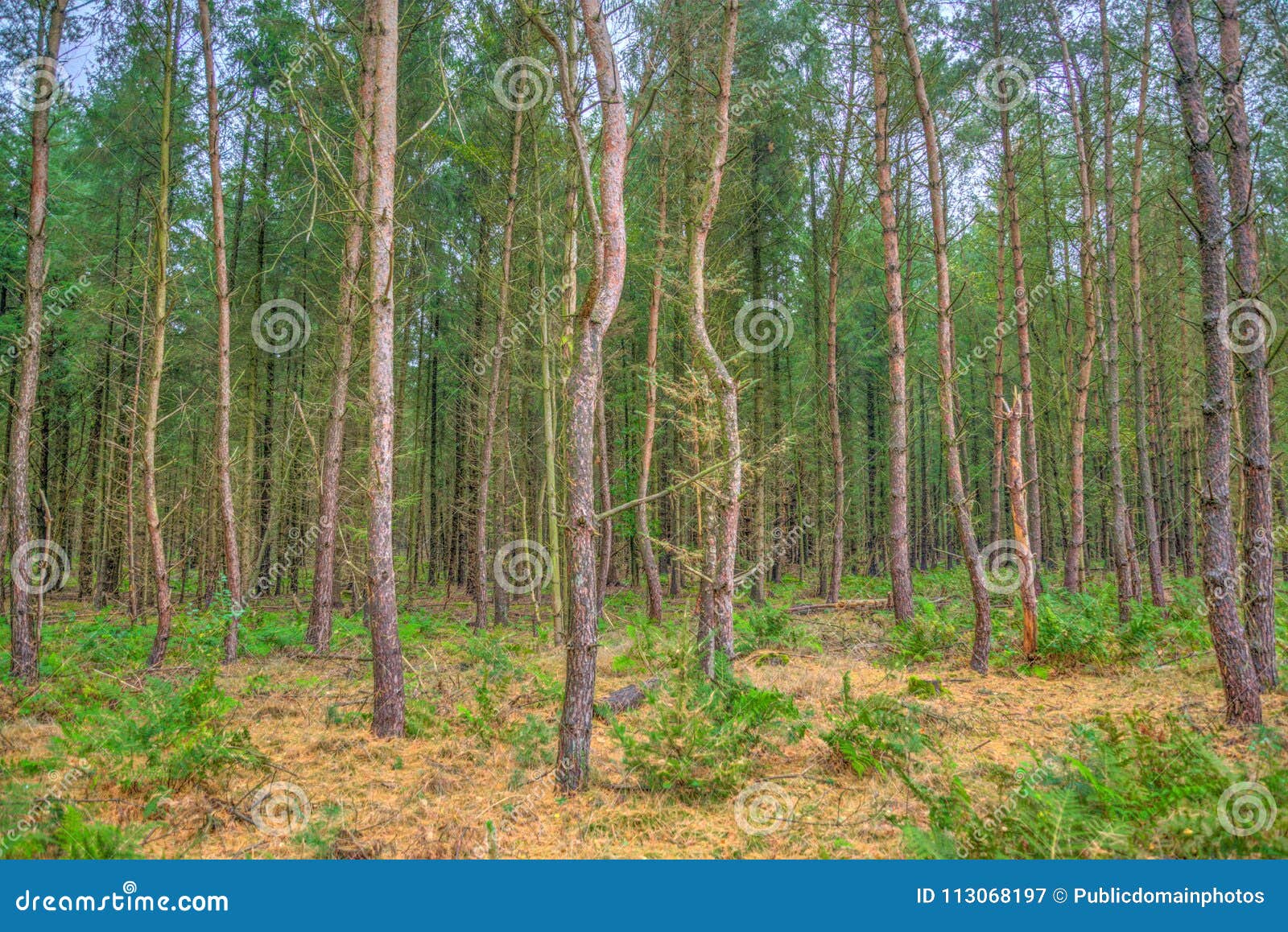 Ecosystem, Woodland, Temperate Broadleaf And Mixed Forest, Forest ...