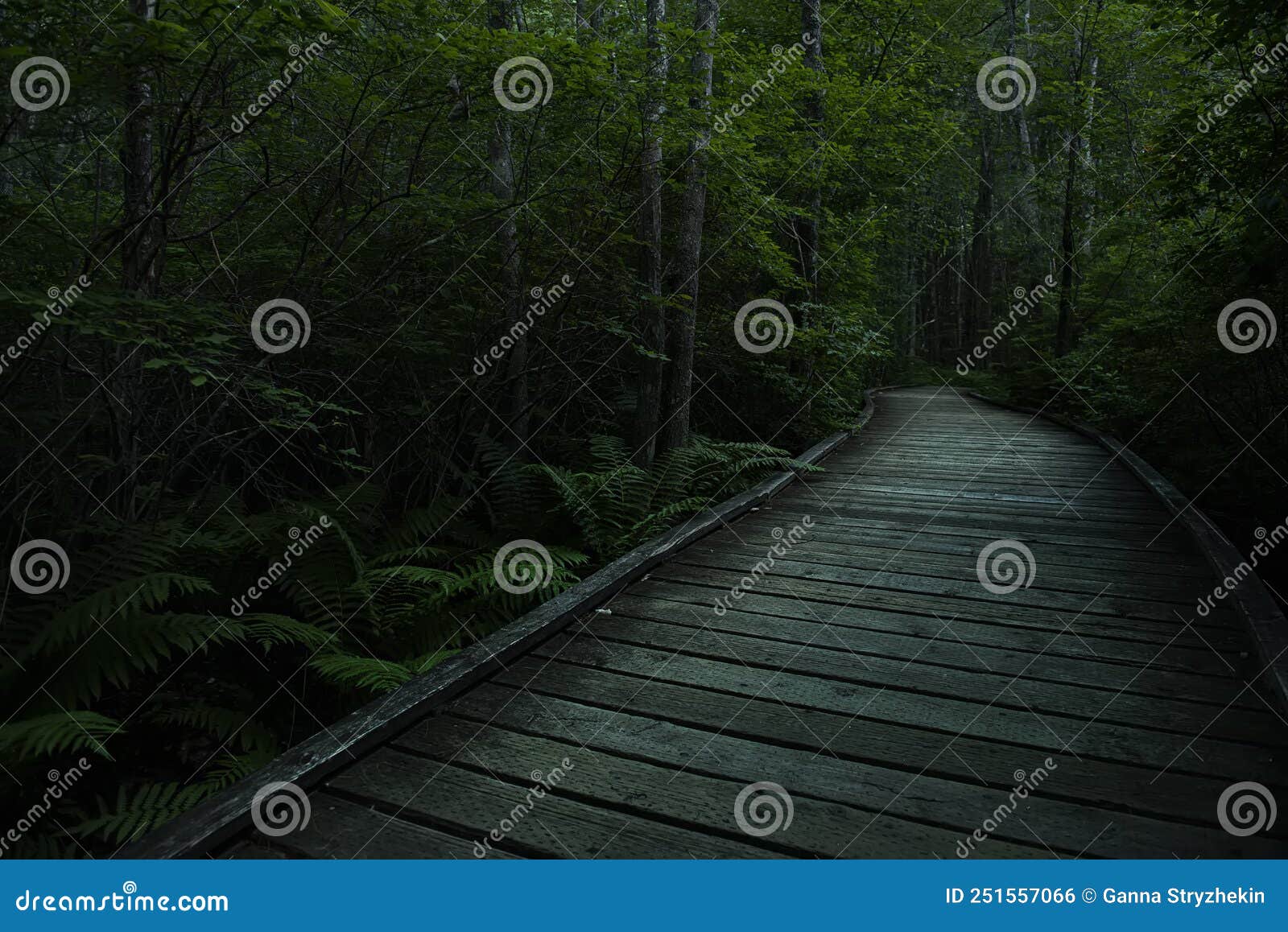 Ecotourism, Wooden Lodge In A Dense Forest With A Warm Glow, Connected ...