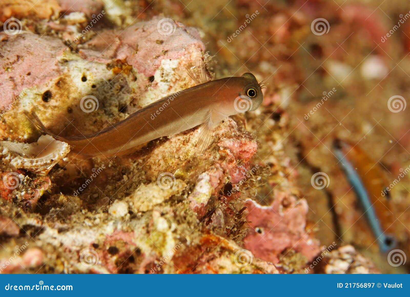 Ecsenius sp. - Andaman Sea stock image. Image of asia - 21756897