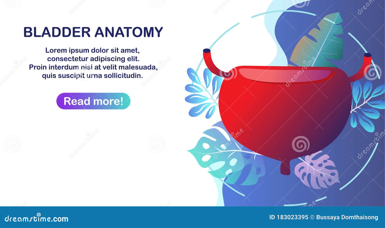 Isolated Colorful Red Human Bladder Illustration on White-blue ...
