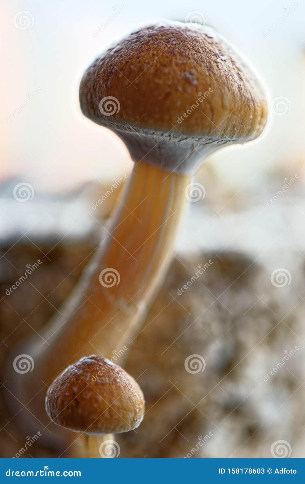 Ecuador Magic Mushroom - Ecuadorian Psilocybe Cubensis Stock Image ...