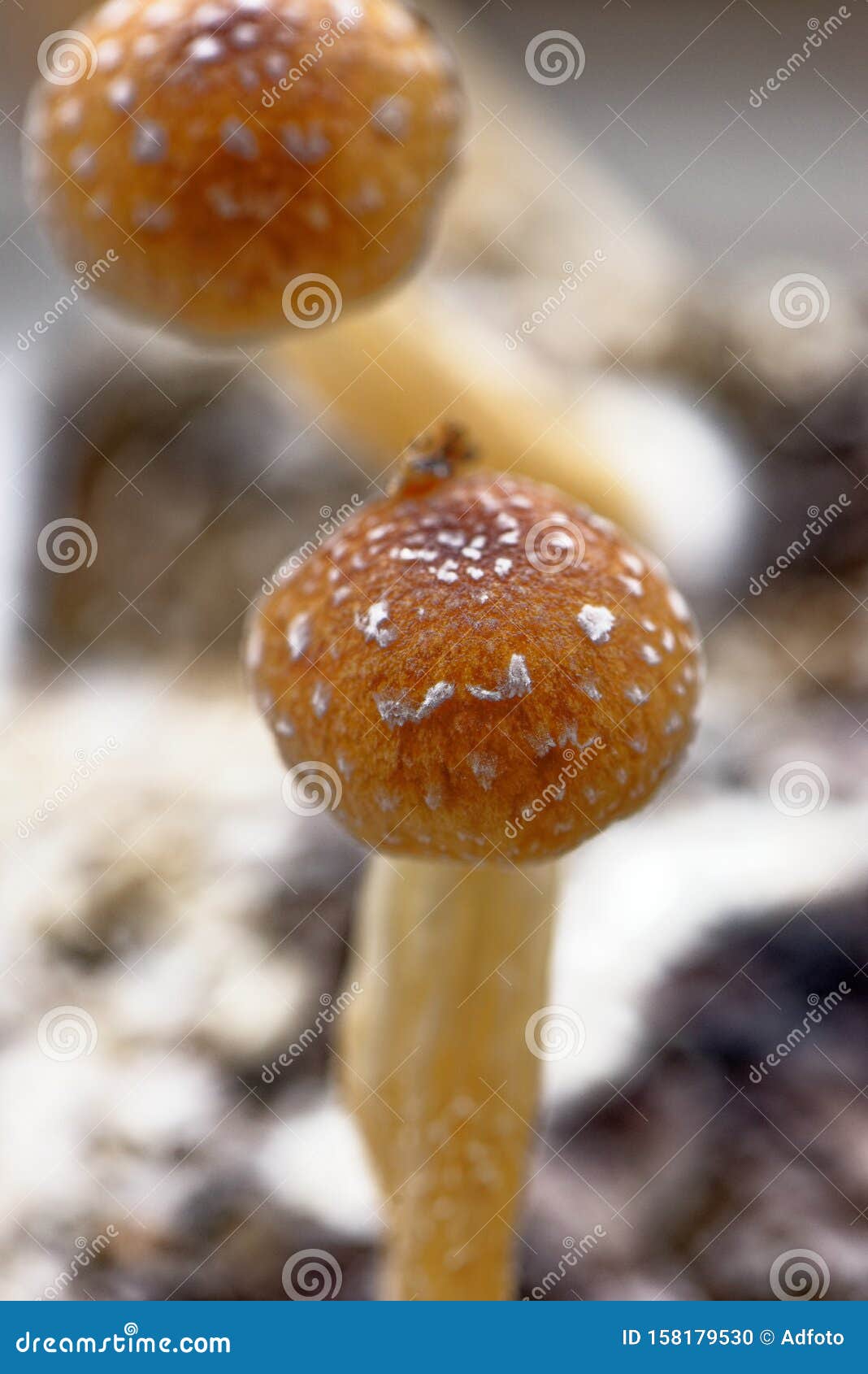 Ecuador Magic Mushroom - Ecuadorian Psilocybe Cubensis Stock Image ...