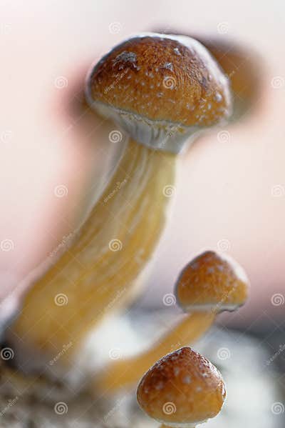 Ecuador Magic Mushroom - Ecuadorian Psilocybe Cubensis Stock Image ...