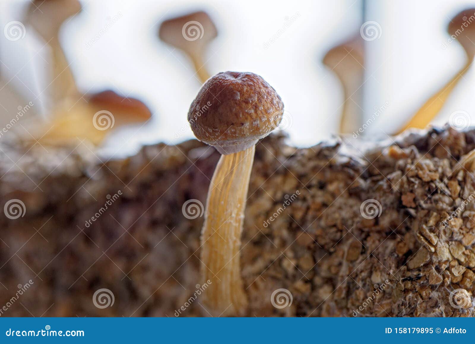 Ecuador Magic Mushroom - Ecuadorian Psilocybe Cubensis Stock Image ...