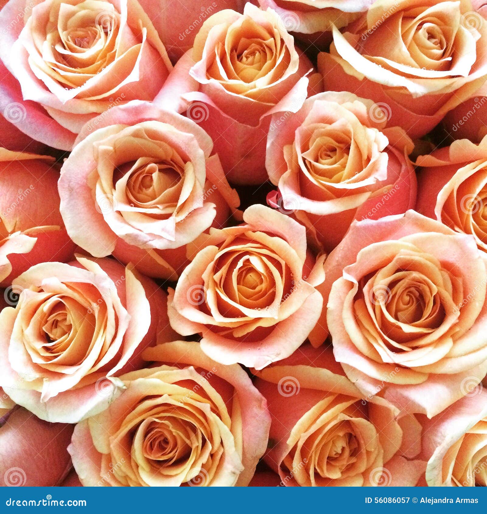 Ecuador Nam Roze Perzik Bloost Toe Stock Afbeelding - Image of bloos ...